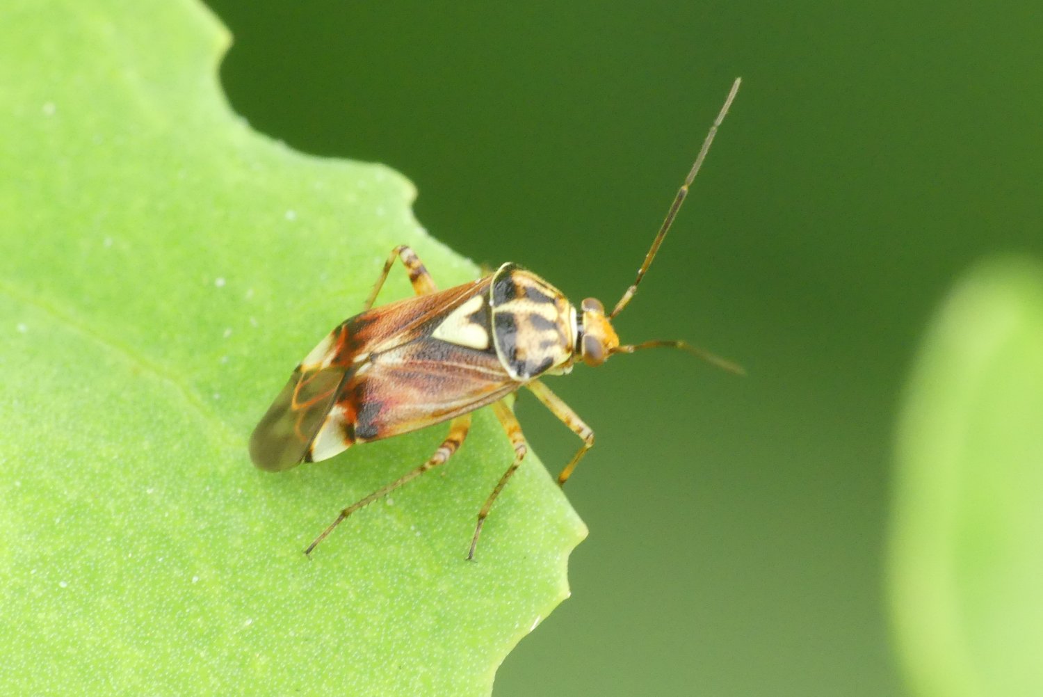 Réf. 262782 — INSECTA > Heteroptera > Miridae > Lygus pratensis - www ...
