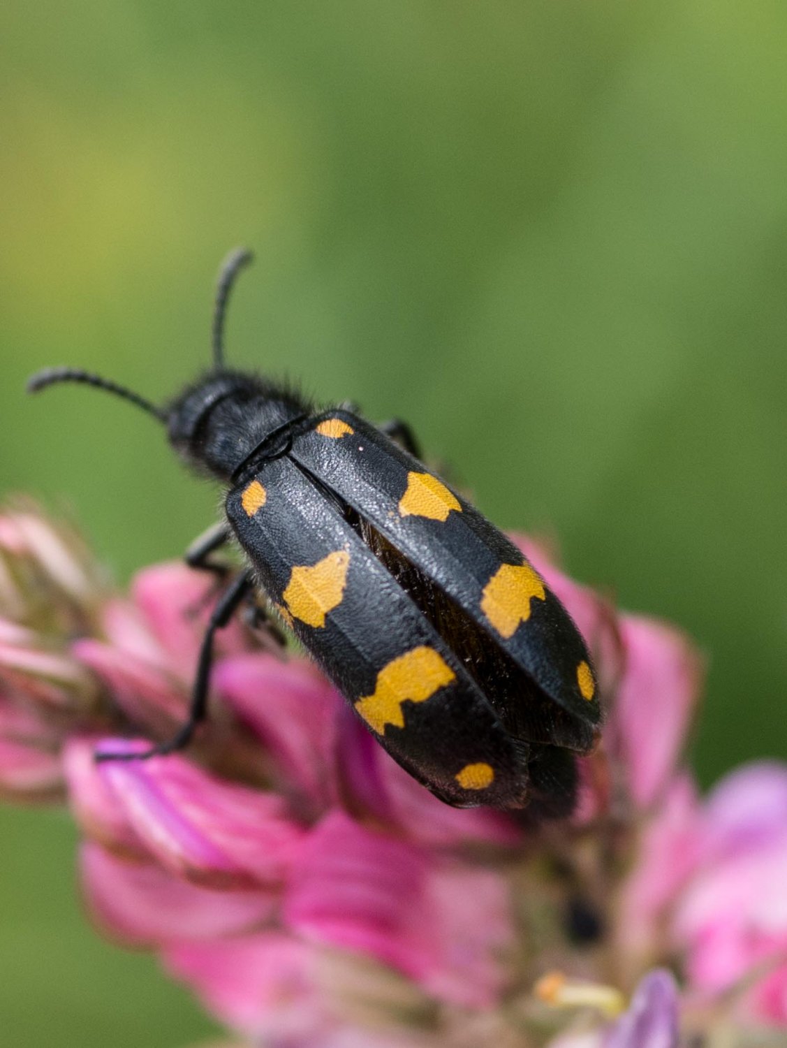 Réf. 262097 — INSECTA > Coleoptera > Meloidae > Hycleus polymorphus ...