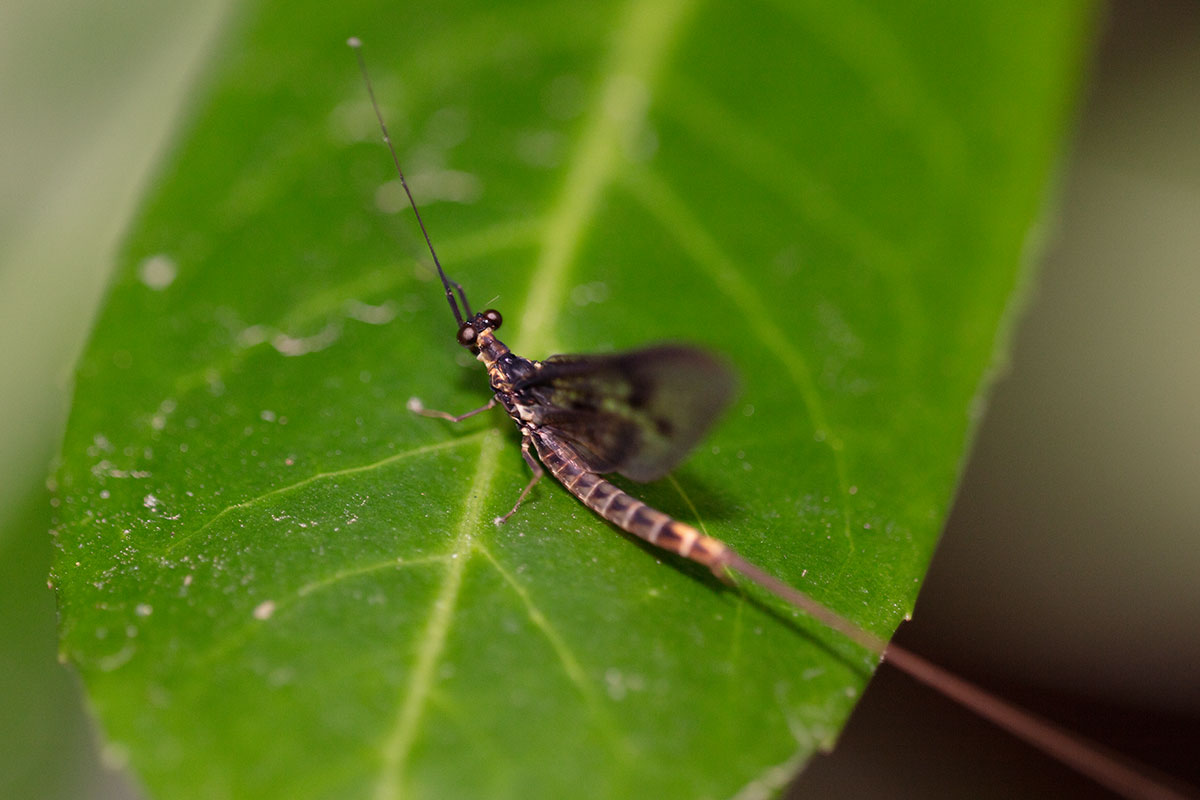 Réf. 263587 — INSECTA > Ephemeroptera > Ephemeridae > Ephemera vulgata ...