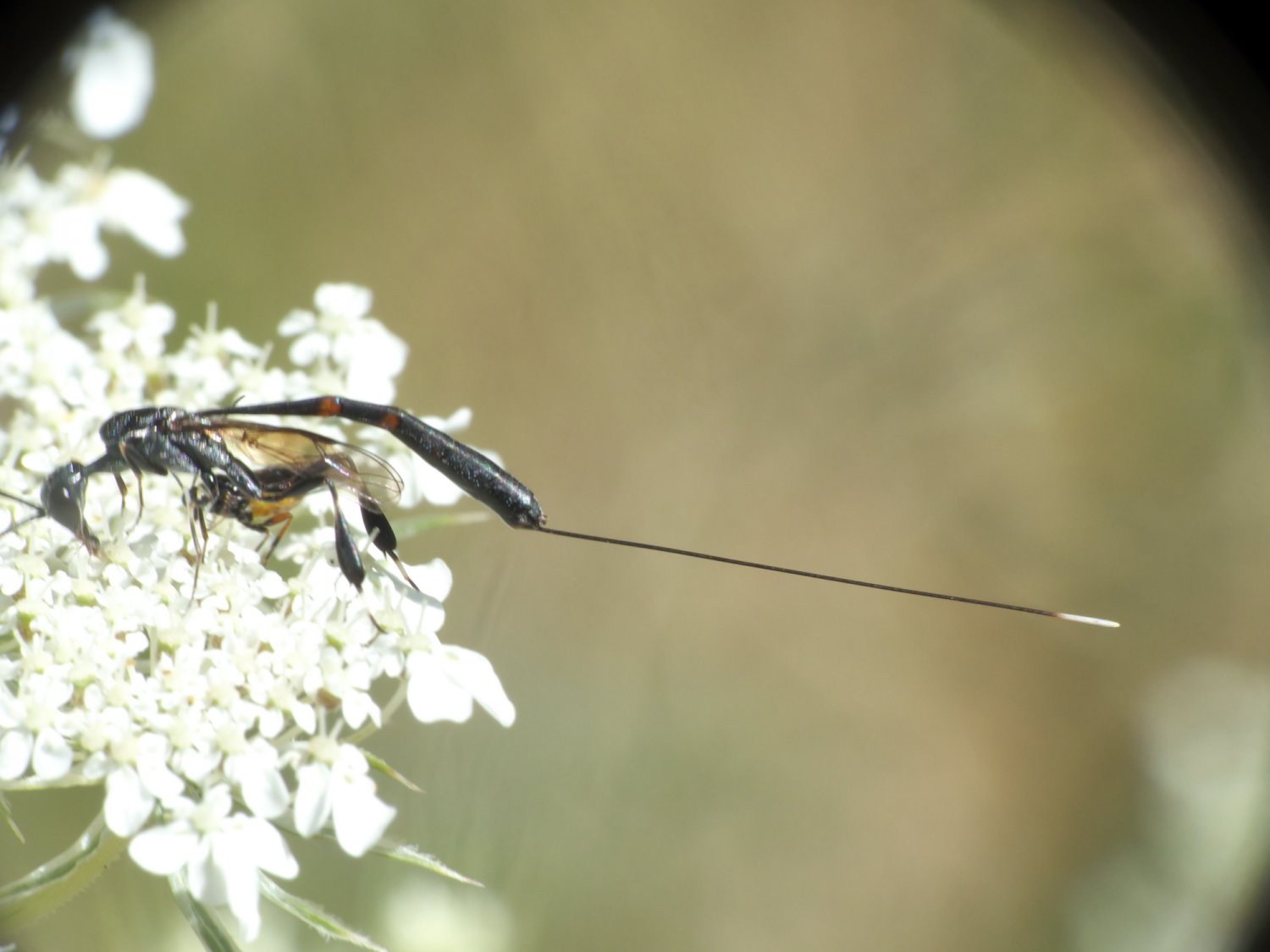 Réf. 263516 — INSECTA > Hymenoptera > Gasteruptiidae > Gasteruption ...