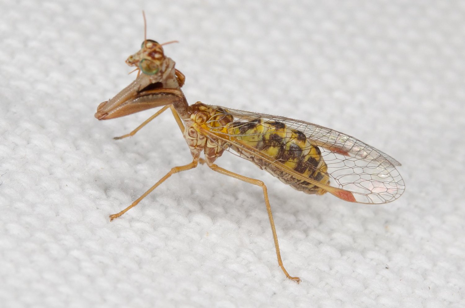 Réf. 264934 — INSECTA > Neuroptera > Mantispidae > Mantispa styriaca ...