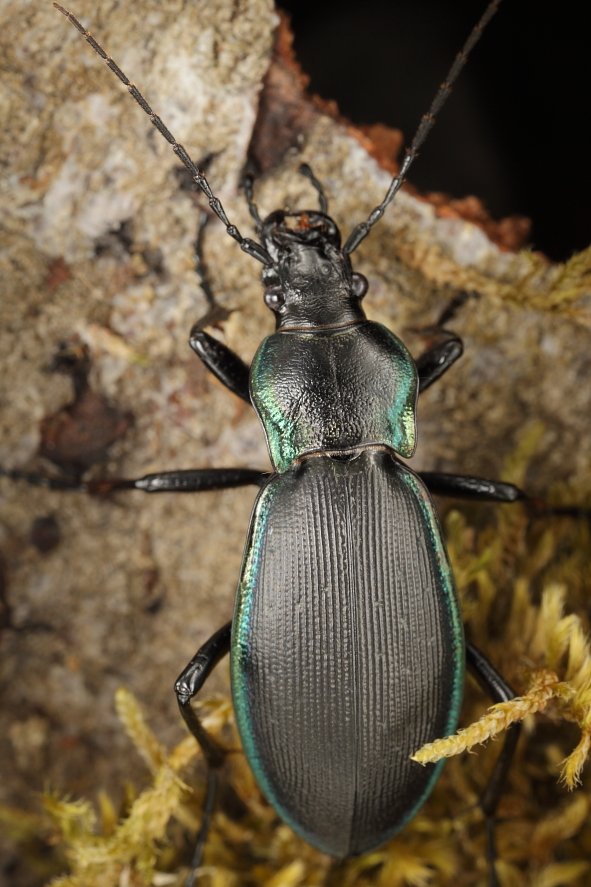 Réf. 264300 — INSECTA > Coleoptera > Carabidae > Carabus (Megodontus ...
