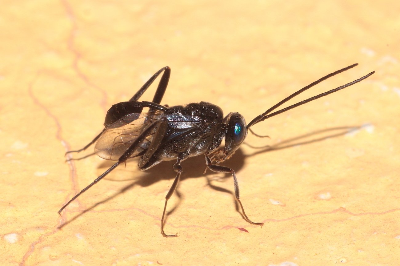 Réf. 264716 — INSECTA > Hymenoptera > Evaniidae > Evania sp. - www ...