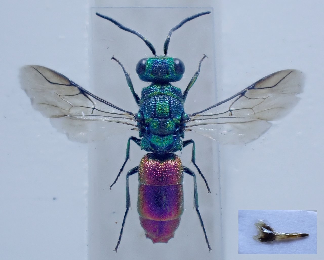 Réf. 264436 — INSECTA > Hymenoptera > Chrysididae > Chrysis angustula ...