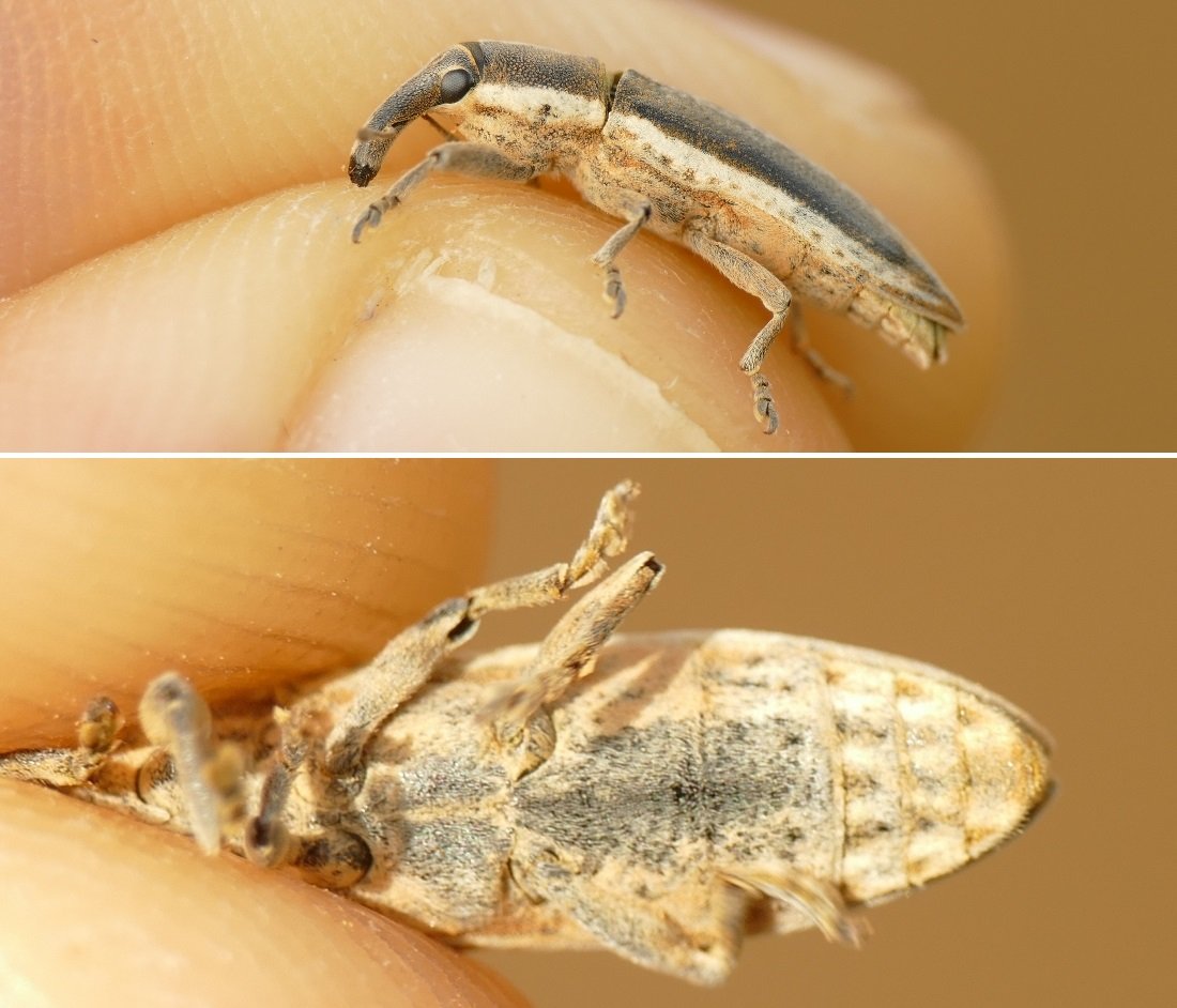 Réf. 265384 — INSECTA > Coleoptera > Curculionidae > Lixus (Compsolixus ...