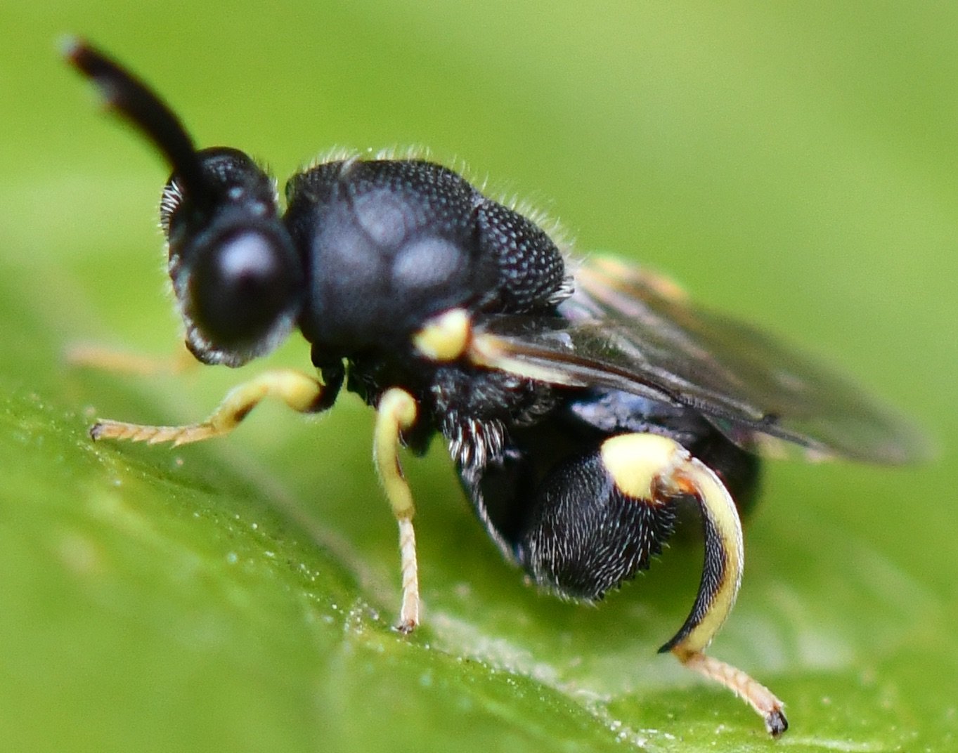Réf. 265303 — INSECTA > Hymenoptera > Chalcididae > Brachymeria ...