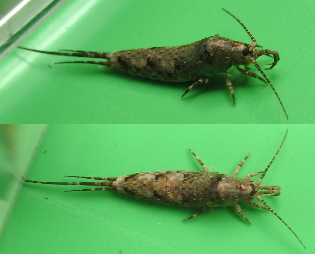 Réf. 265204 — INSECTA > Archeognatha > Machilidae > Trigoniophthalmus ...