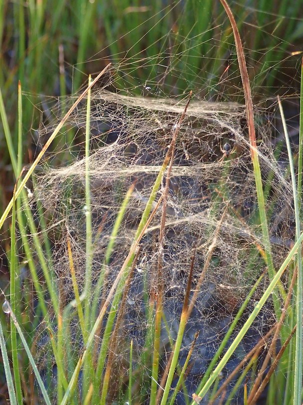 Réf. 266167 — ARACHNIDA > Araneae > Linyphiidae > Microlinyphia pusilla ...