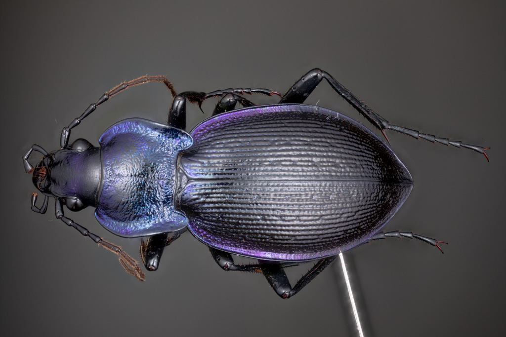 Réf. 266036 — INSECTA > Coleoptera > Carabidae > Carabus (Mesocarabus ...