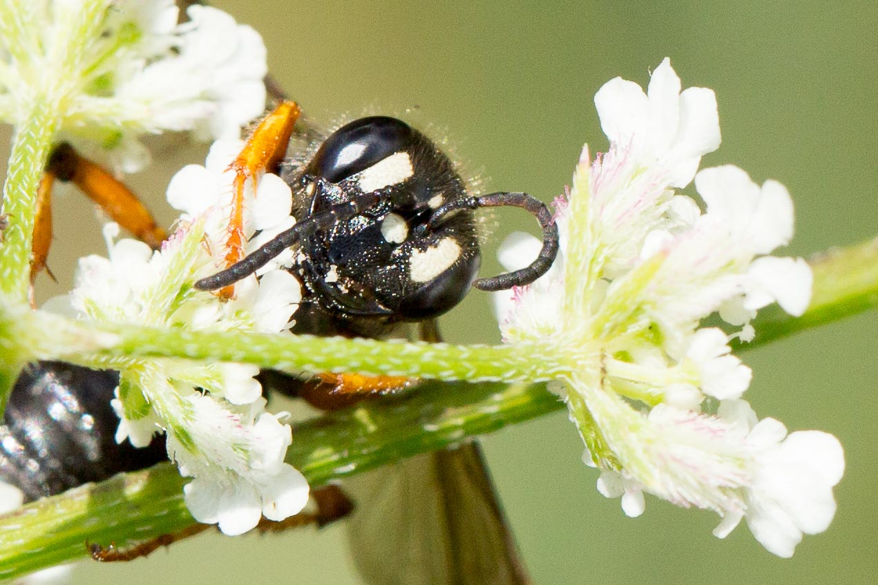 Réf. 267927 — INSECTA > Hymenoptera > Philanthidae > Cerceris ...