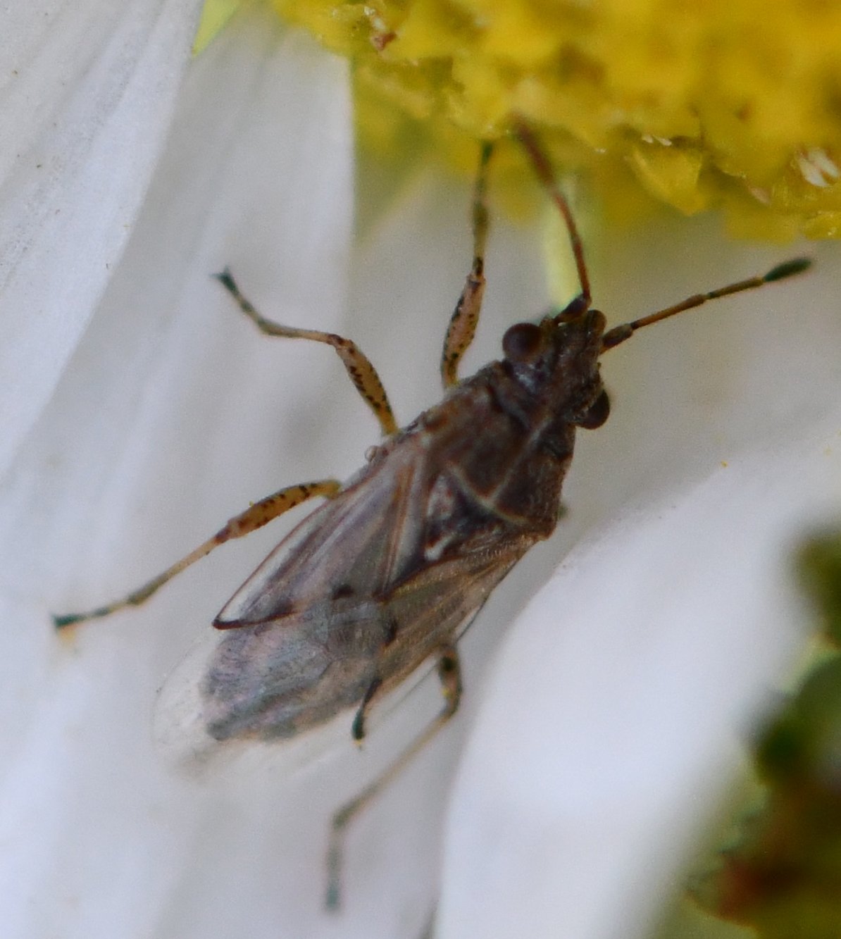 Réf. 267036 — INSECTA > Heteroptera > Lygaeidae > Nysius sp. - www ...