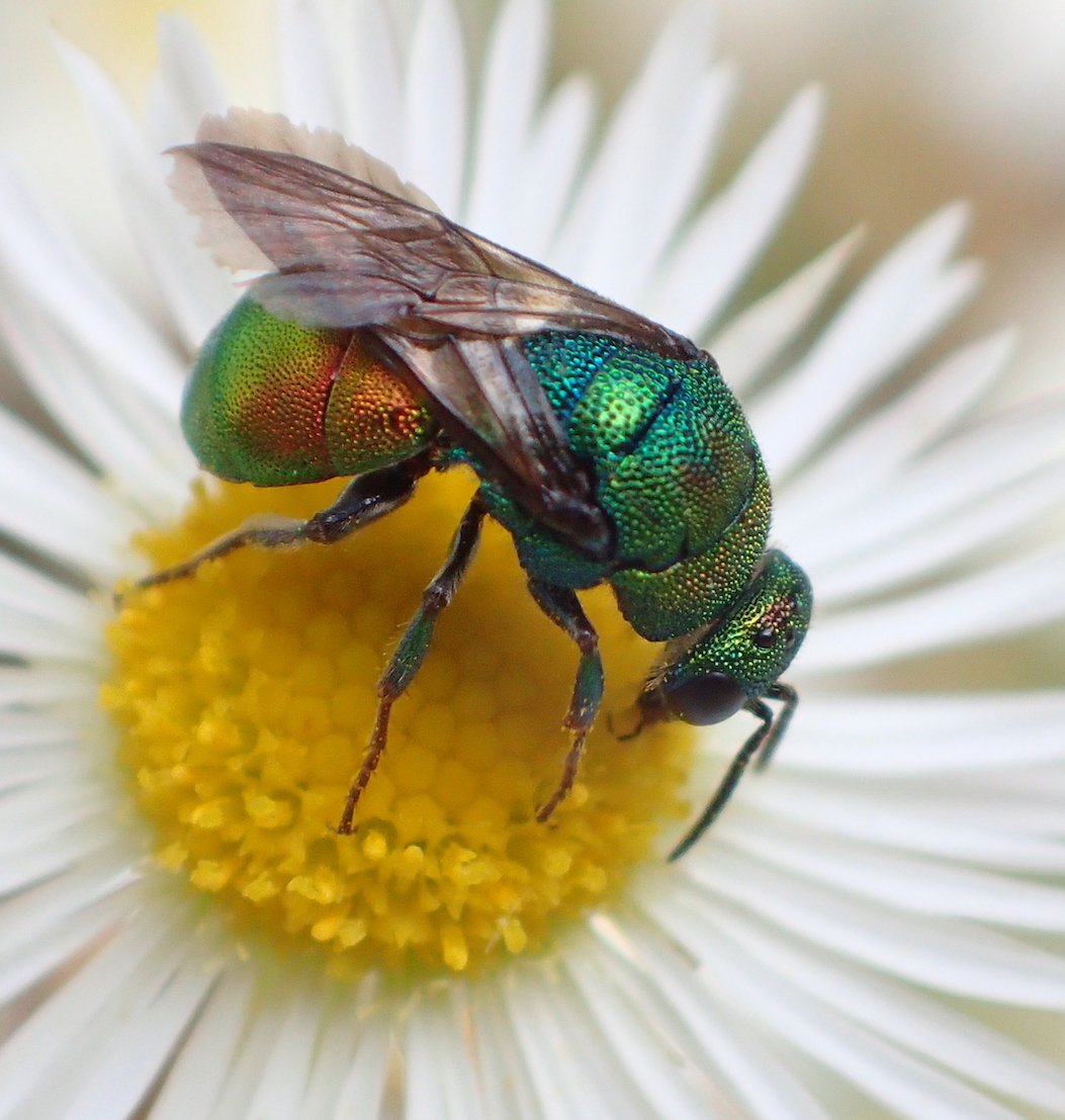 Réf. 267163 — INSECTA > Hymenoptera > Chrysididae > Hedychrum rutilans ...