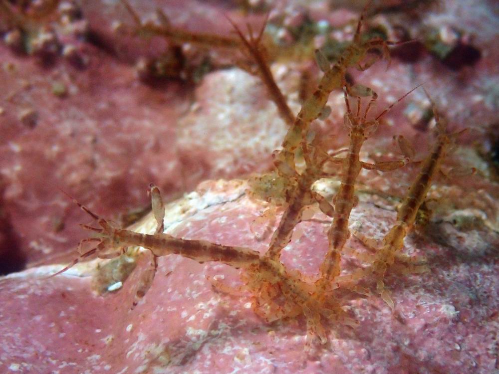 Réf. 267993 — CRUSTACEA > Amphipoda > Caprellidae > Caprella sp. - www ...