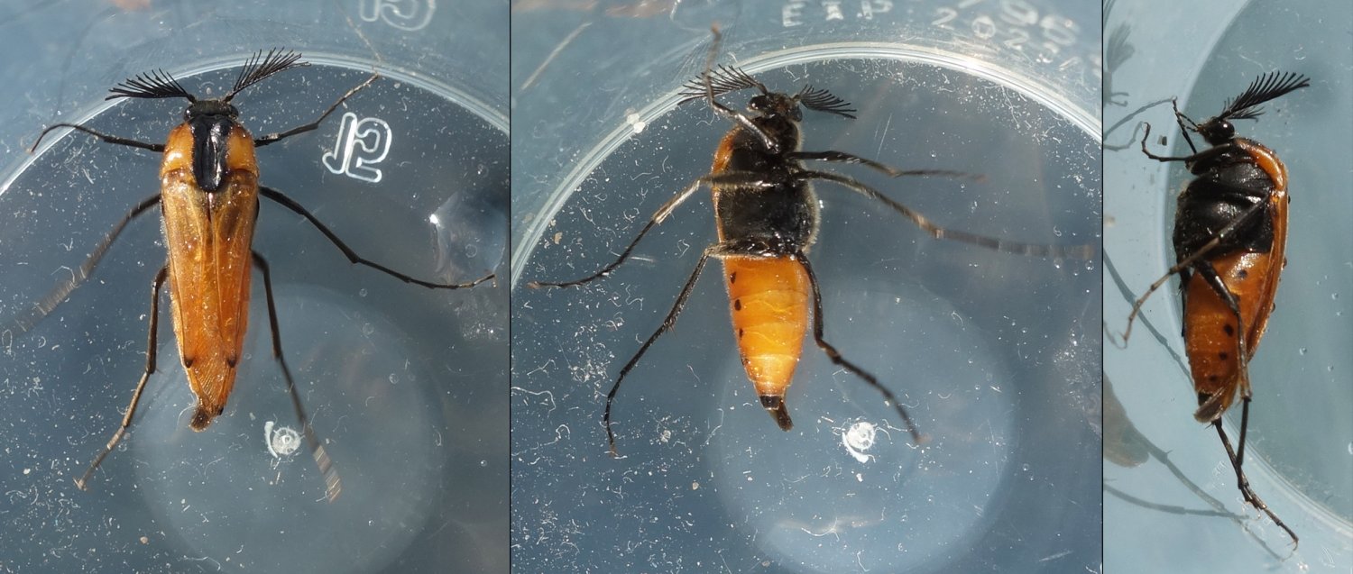 Réf. 268633 — INSECTA > Coleoptera > Ripiphoridae > Metoecus paradoxus ...