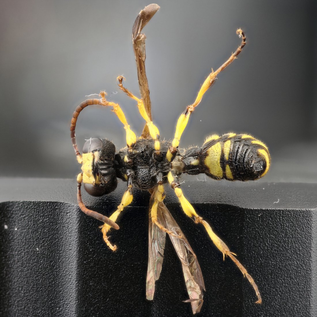 Réf. 268249 — INSECTA > Hymenoptera > Philanthidae > Cerceris ...