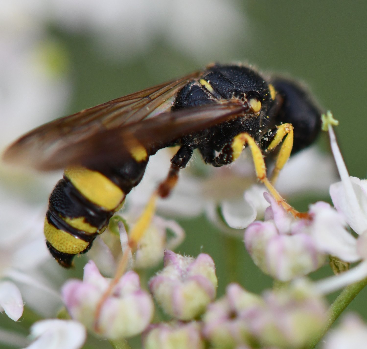 Réf. 268373 — INSECTA > Hymenoptera > Philanthidae > Cerceris rybyensis ...