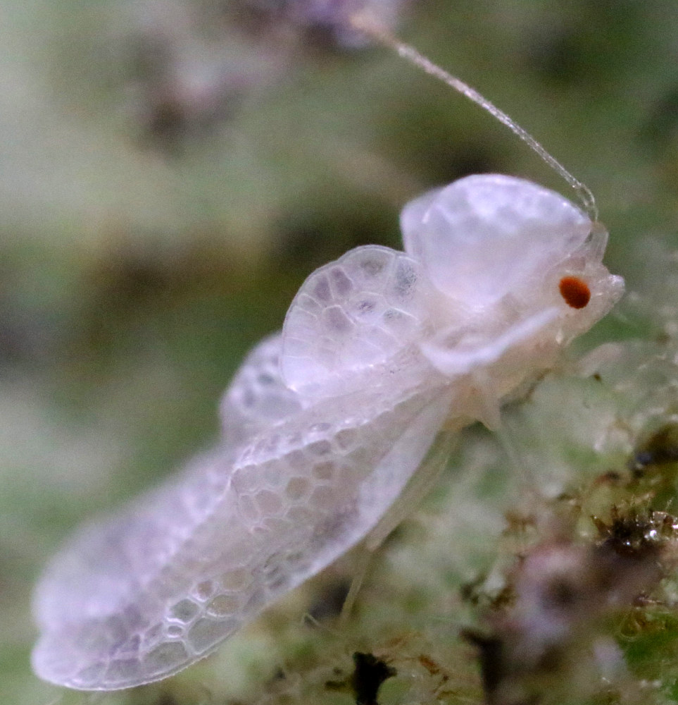 Réf. 268804 — INSECTA > Heteroptera > Tingidae > Stephanitis ...