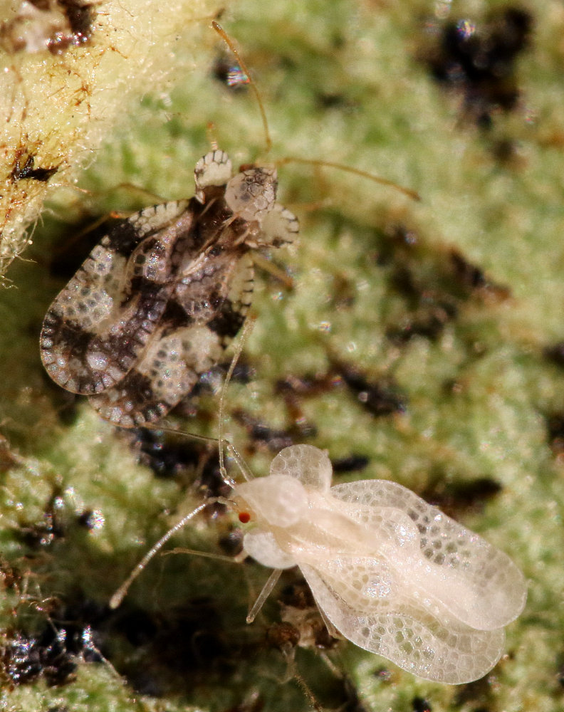 Réf. 268805 — INSECTA > Heteroptera > Tingidae > Stephanitis ...