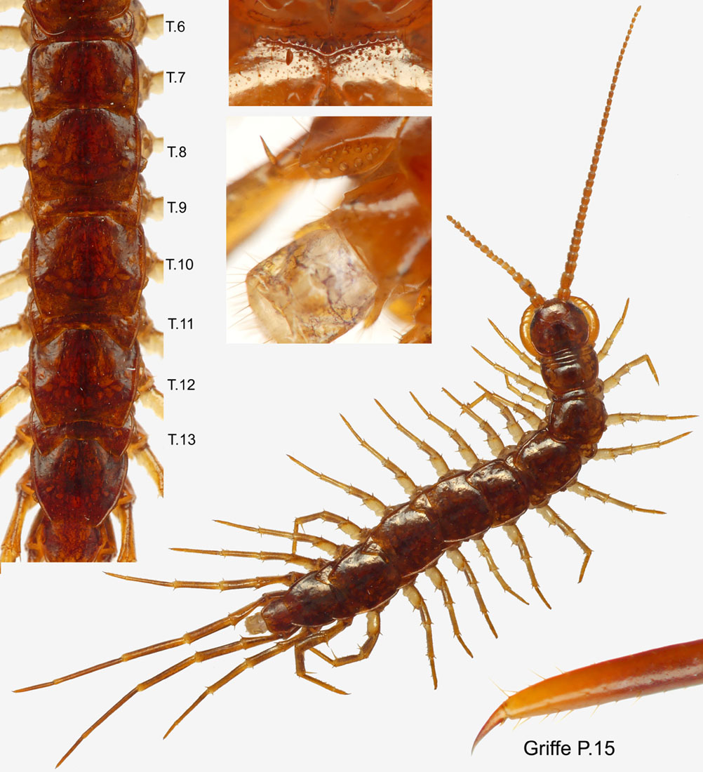 Eupolybothrus (Leptopolybothrus) tridentinus (Chilopoda, Lithobiomorpha ...