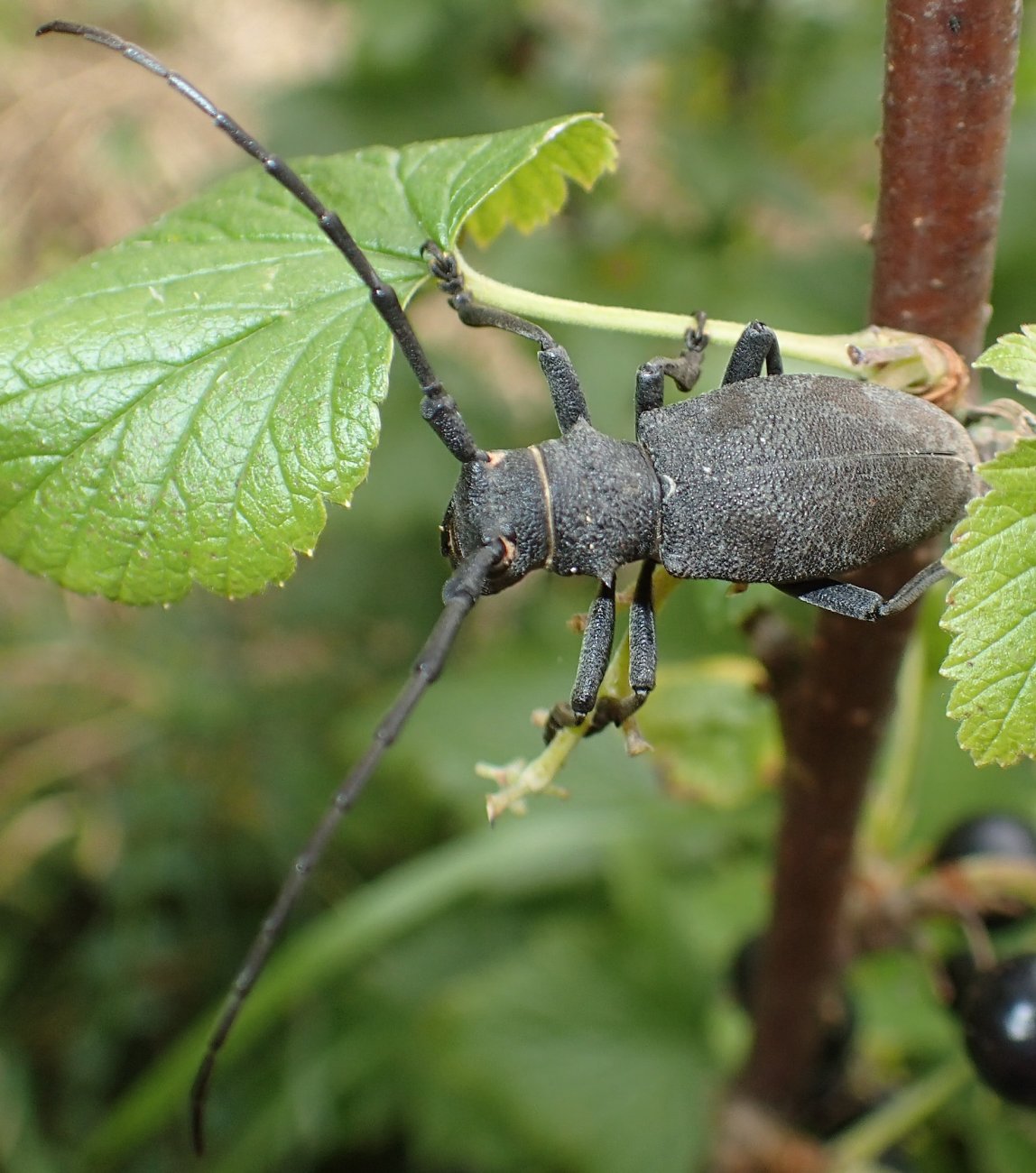 Réf. 268982 — INSECTA > Coleoptera > Cerambycidae > Morimus asper - www ...