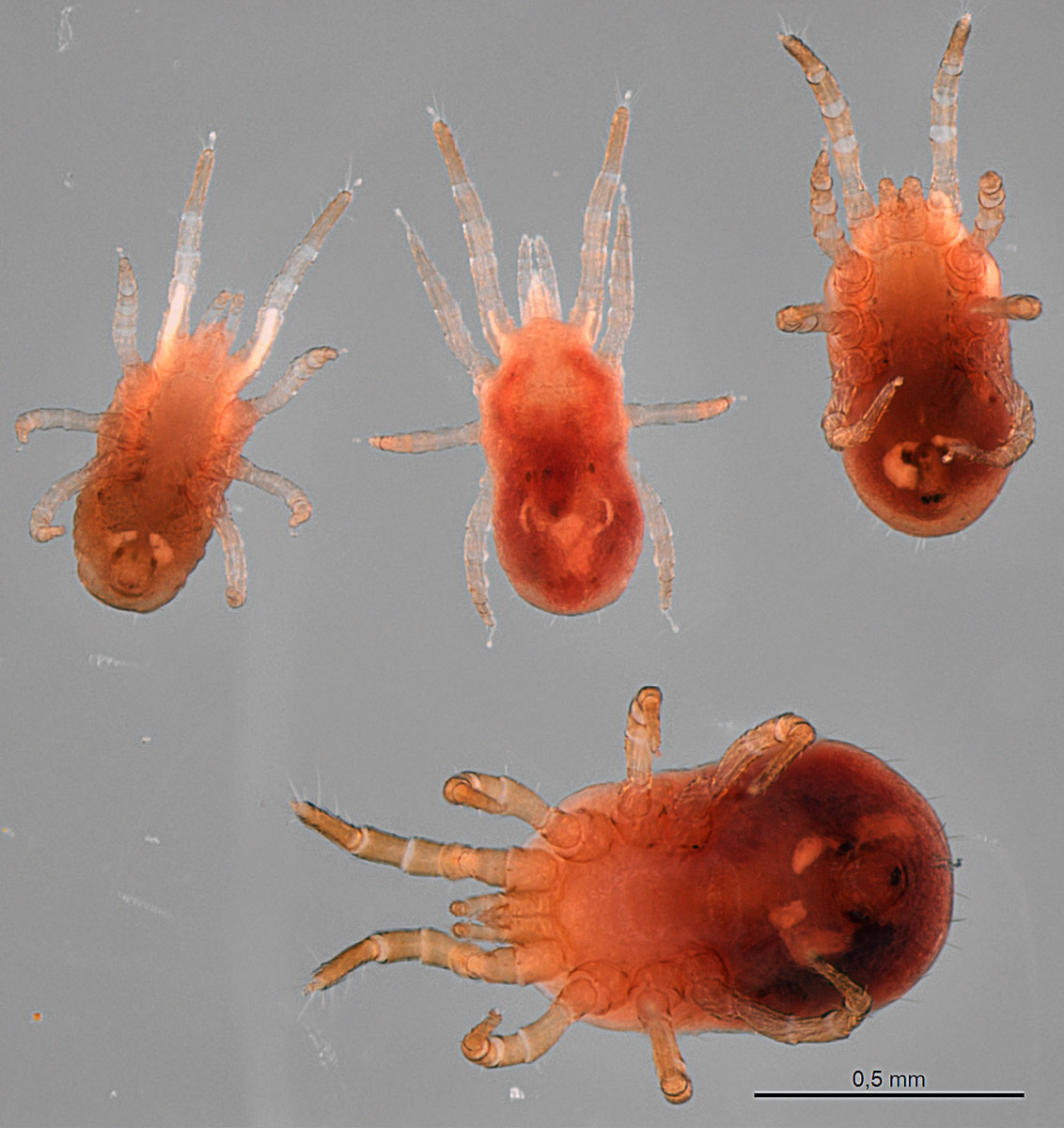 Dermanyssus gallinae (Arachnida, Mesostigmata, Dermanyssidae) - www ...