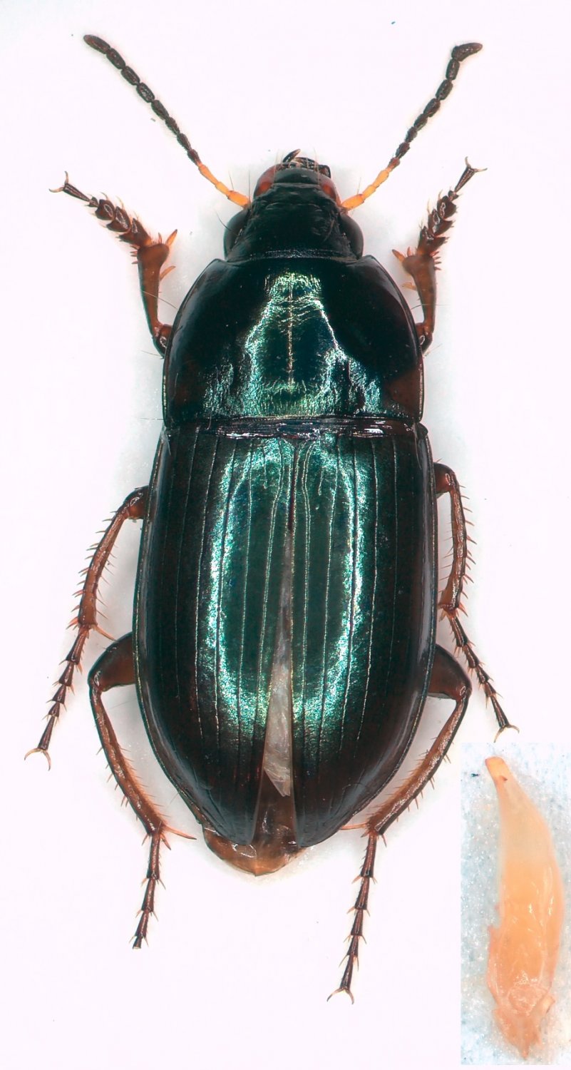 Réf. 268089 — INSECTA > Coleoptera > Carabidae > Amara (Amara) aenea ...