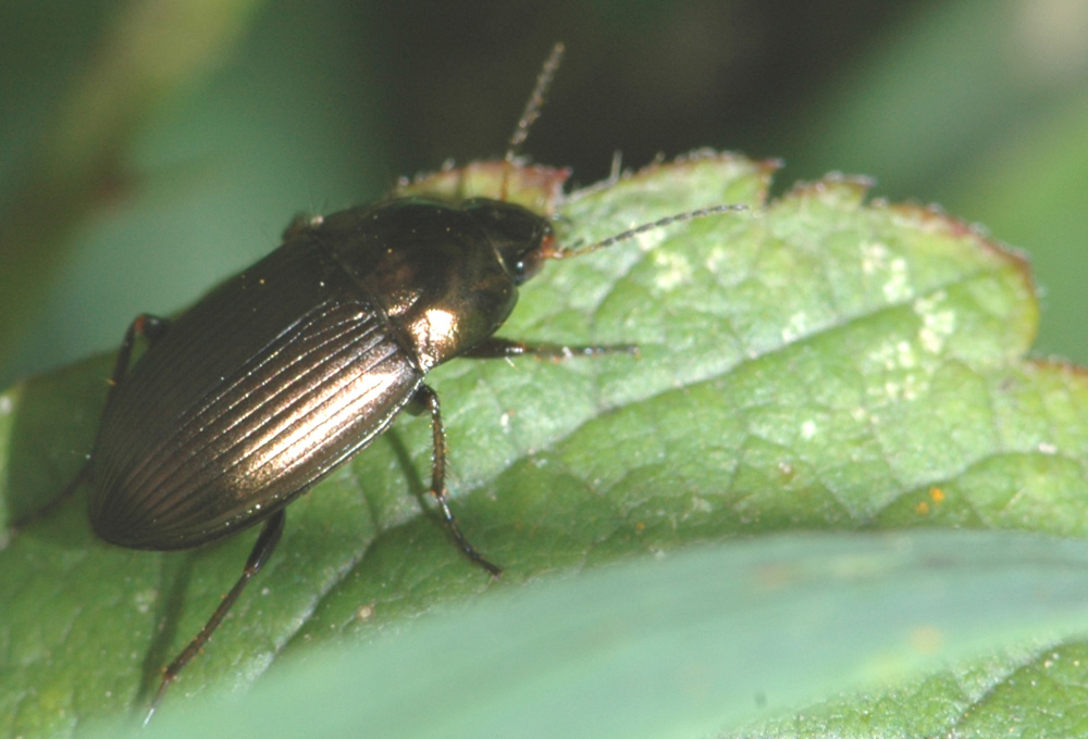 Amara (Amara) sp. (Insecta, Coleoptera, Carabidae) - www.galerie ...