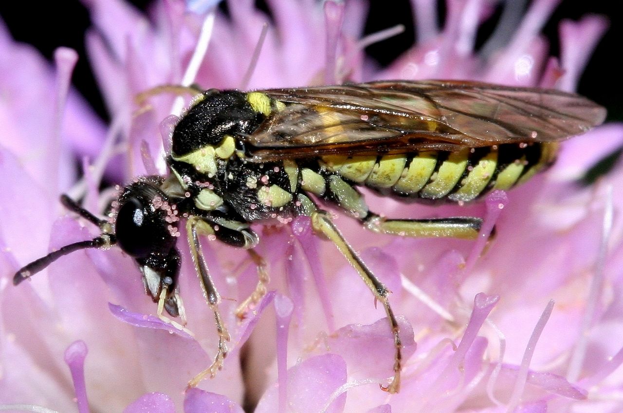 Réf. 27911 — INSECTA > Hymenoptera > Tenthredinidae > Tenthredo ...