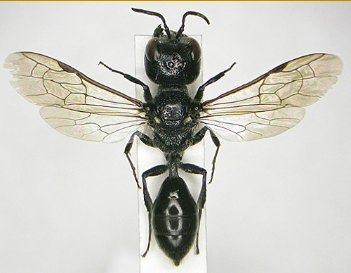 Réf. 27470 — INSECTA > Hymenoptera > Pemphredonidae > Pemphredon ...