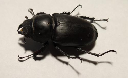 [Lucanus cervus] Le fameux, le coléo que je croyais être une petite ...