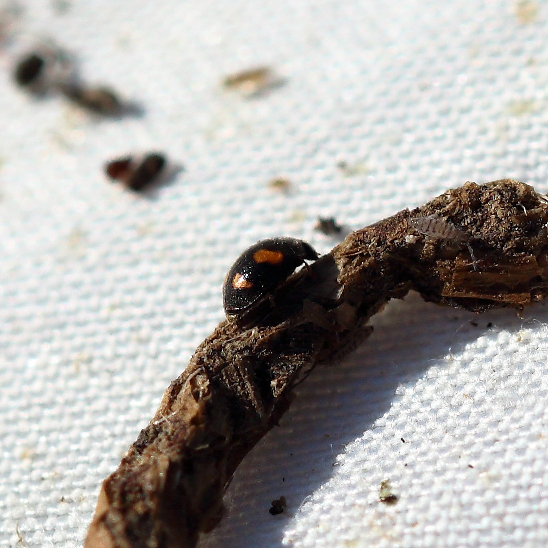 Réf. 270088 — INSECTA > Coleoptera > Coccinellidae > Nephus (Nephus ...