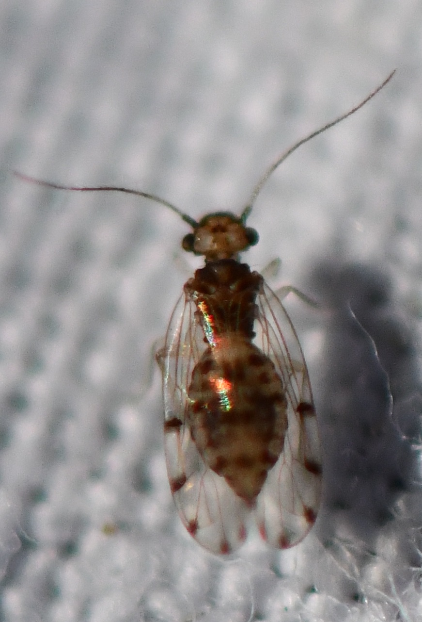 Réf. 270361 — INSECTA > Psocoptera > Ectopsocidae > Ectopsocus petersi ...