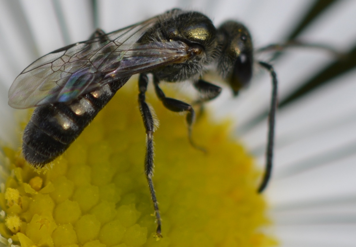 Réf. 270270 — INSECTA > Hymenoptera > Halictidae > Lasioglossum ...