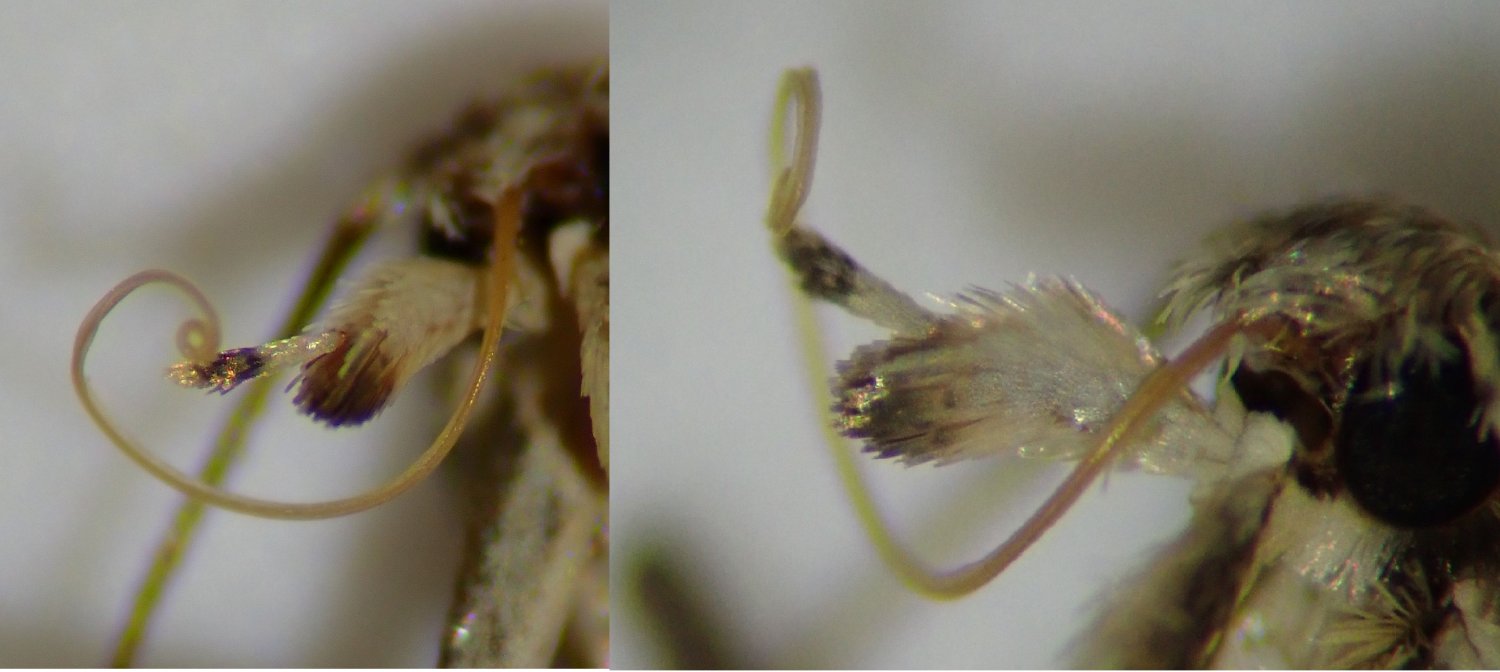 Réf. 270440 — INSECTA > Lepidoptera > Alucitidae > Alucita desmodactyla ...