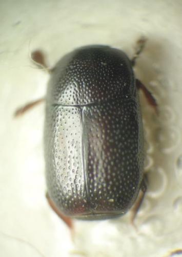 [Stenopleurum rothi] Paromalus simplicistrius ?? - Le Monde des insectes