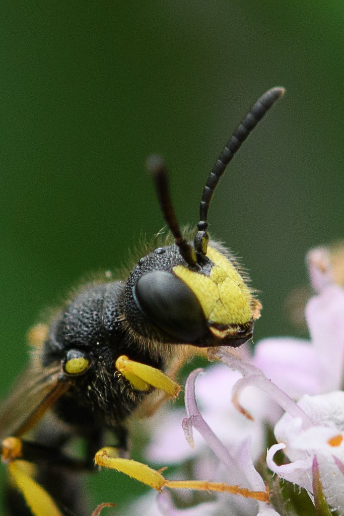 Réf. 271408 — INSECTA > Hymenoptera > Philanthidae > Cerceris rybyensis ...