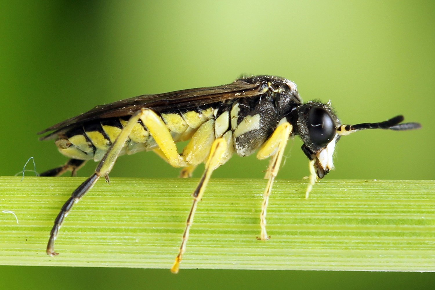 Réf. 271560 — INSECTA > Hymenoptera > Tenthredinidae > Tenthredo ...