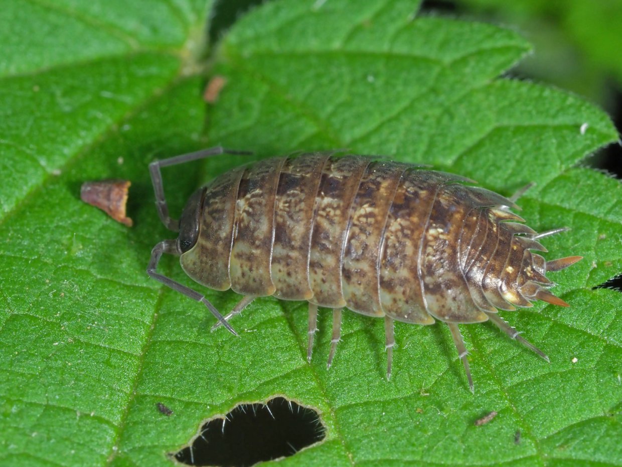 Réf. 271337 — CRUSTACEA > Isopoda > Porcellionidae > Porcellio ...