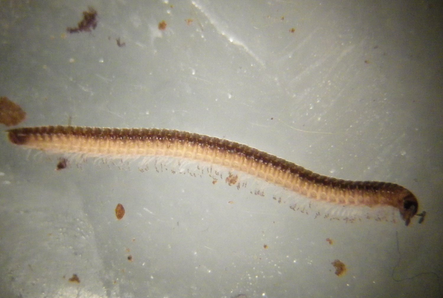 Réf. 271390 — DIPLOPODA > Julida > Julidae > Leptoiulus belgicus - www ...