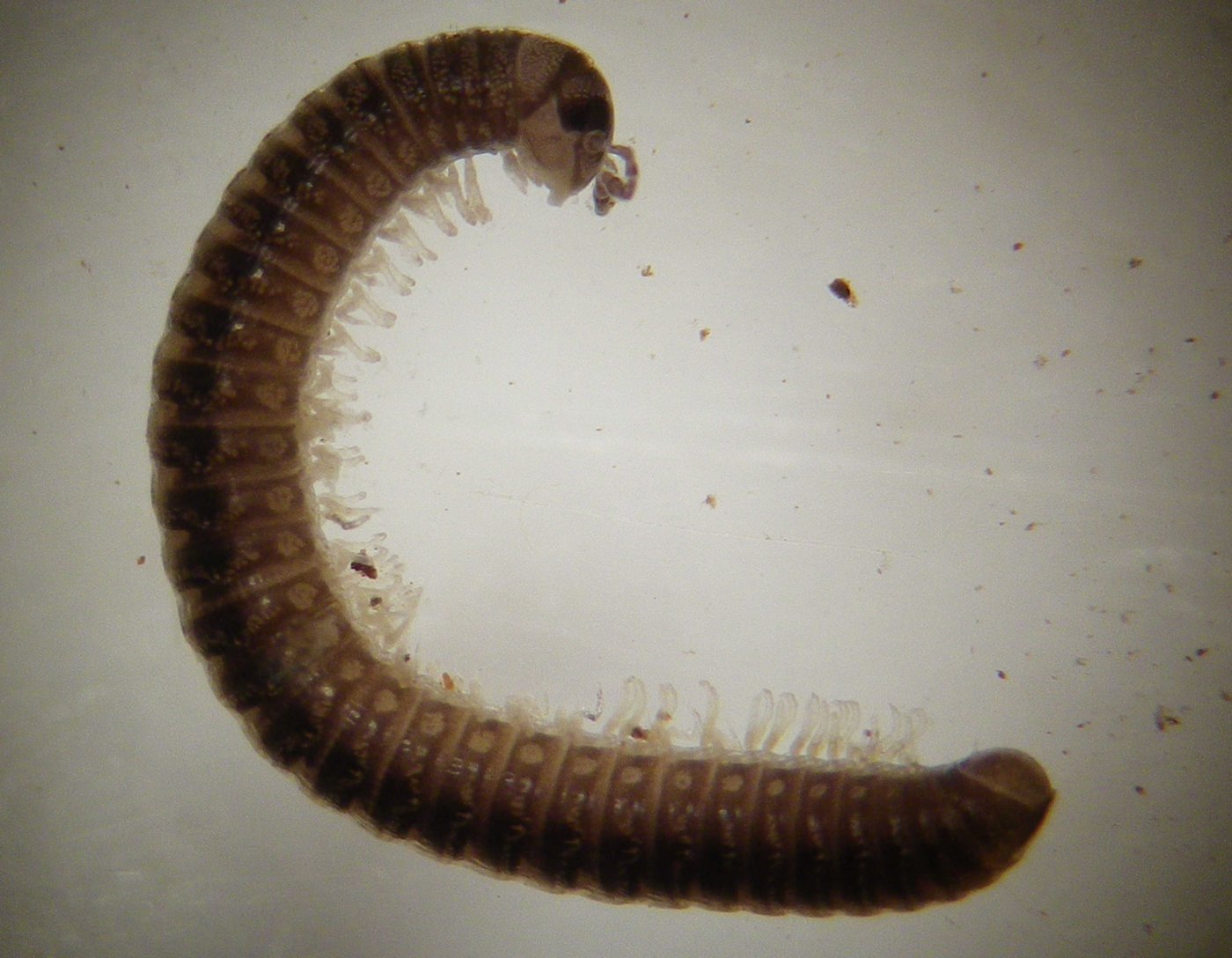 Réf. 272137 — DIPLOPODA > Julida > Julidae > Brachyiulus sp. - www ...