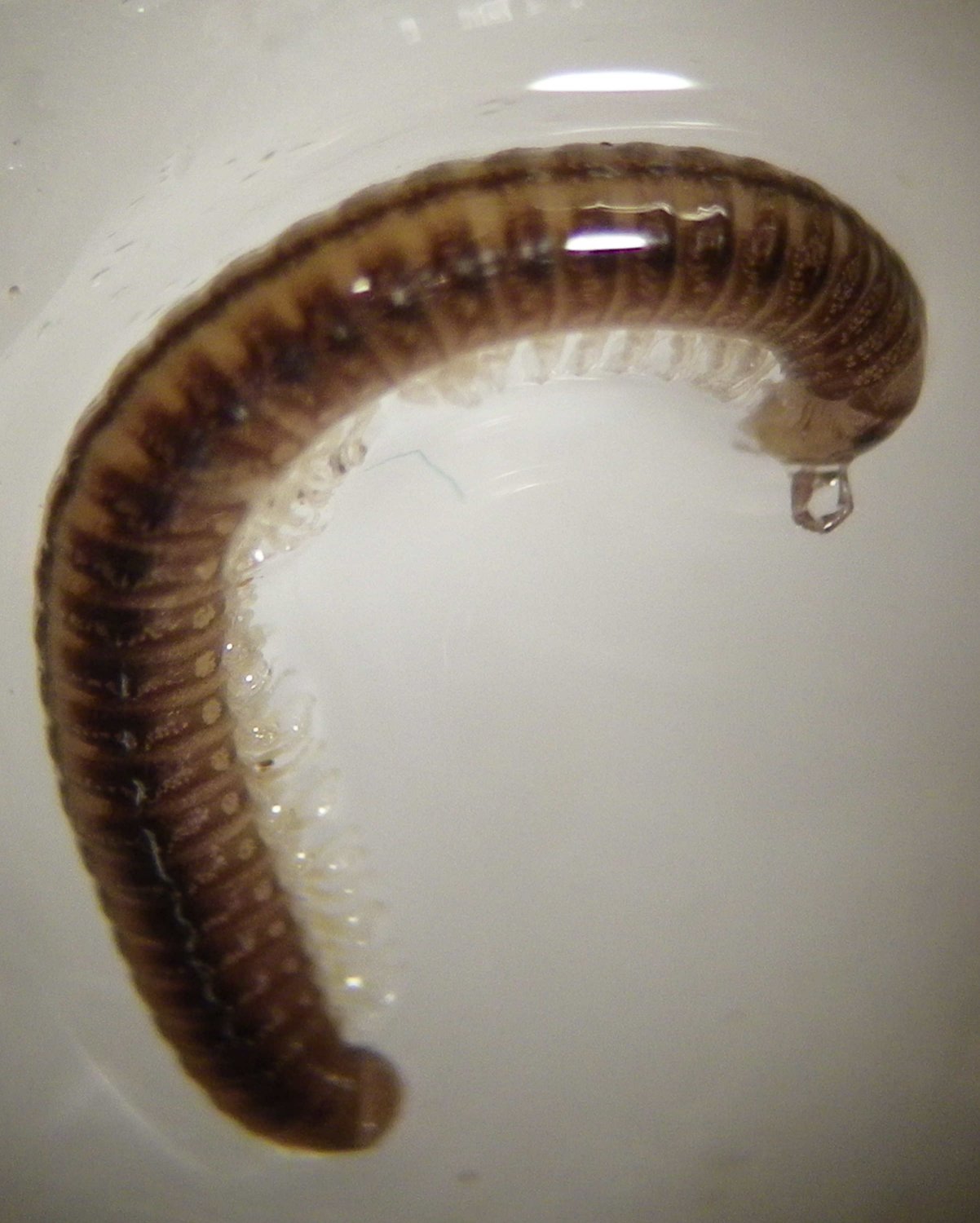 Réf. 272141 — DIPLOPODA > Julida > Julidae > Brachyiulus sp. - www ...