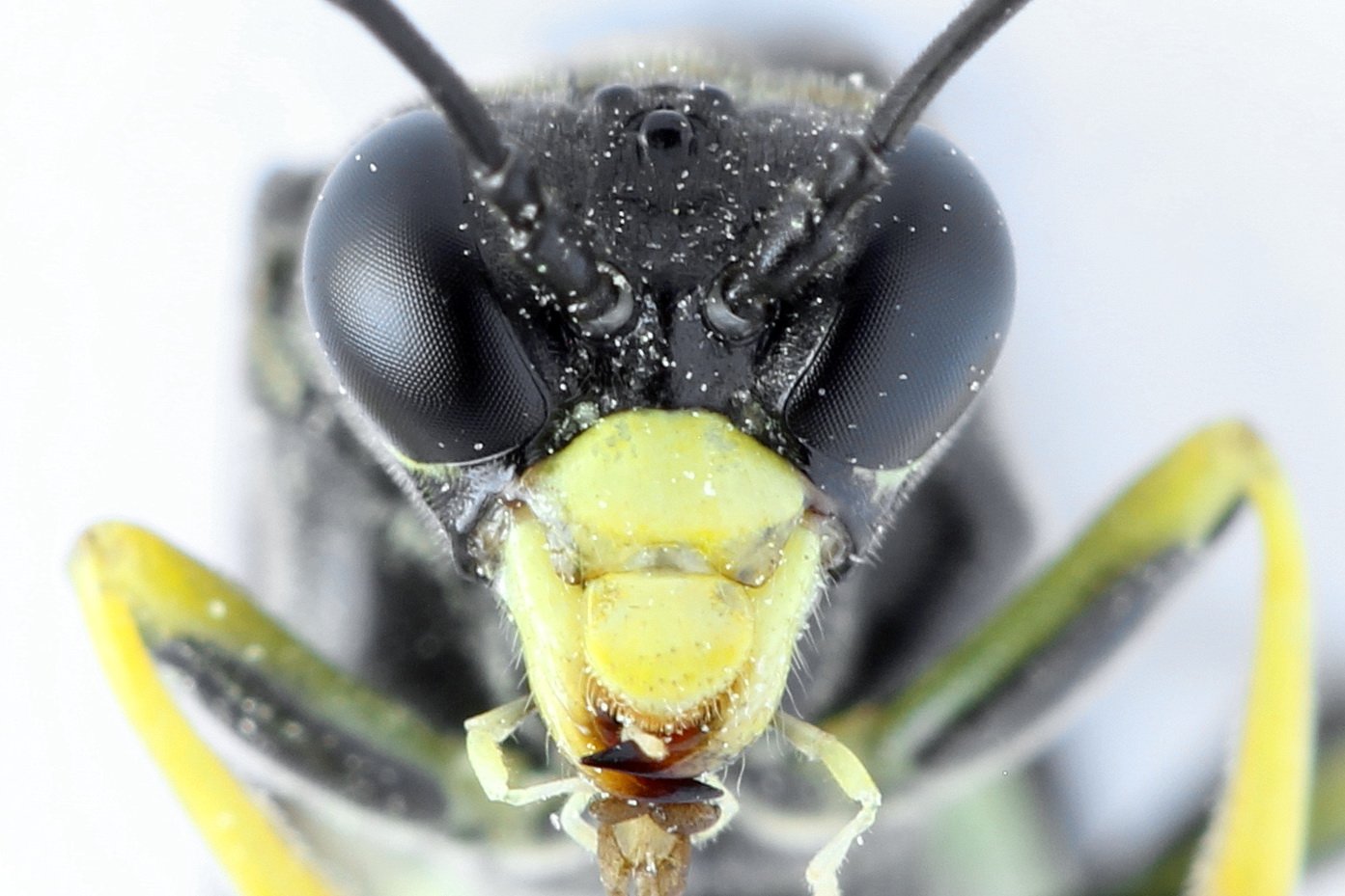 Réf. 272530 — INSECTA > Hymenoptera > Tenthredinidae > Tenthredo ...