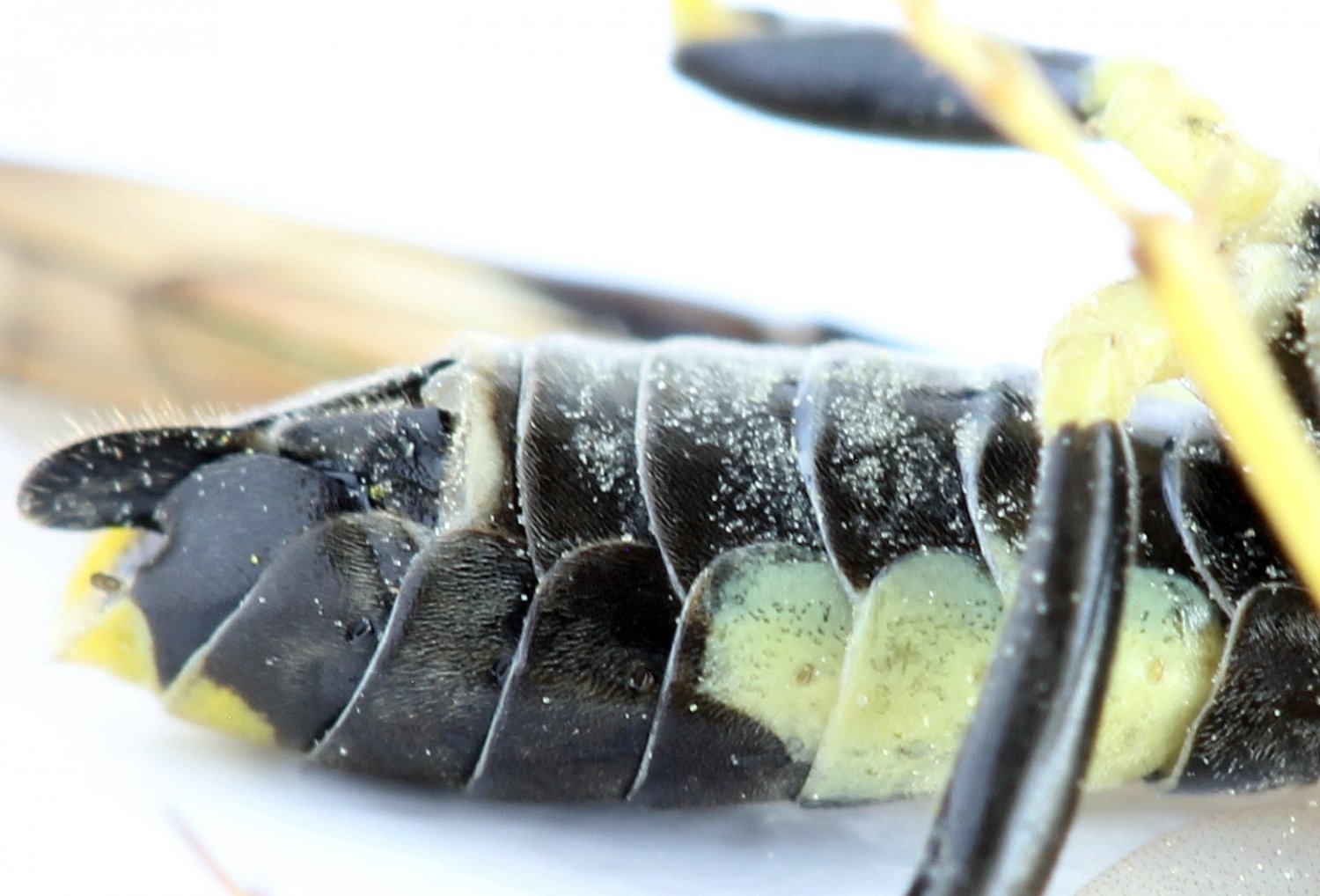 Réf. 272533 — INSECTA > Hymenoptera > Tenthredinidae > Tenthredo ...