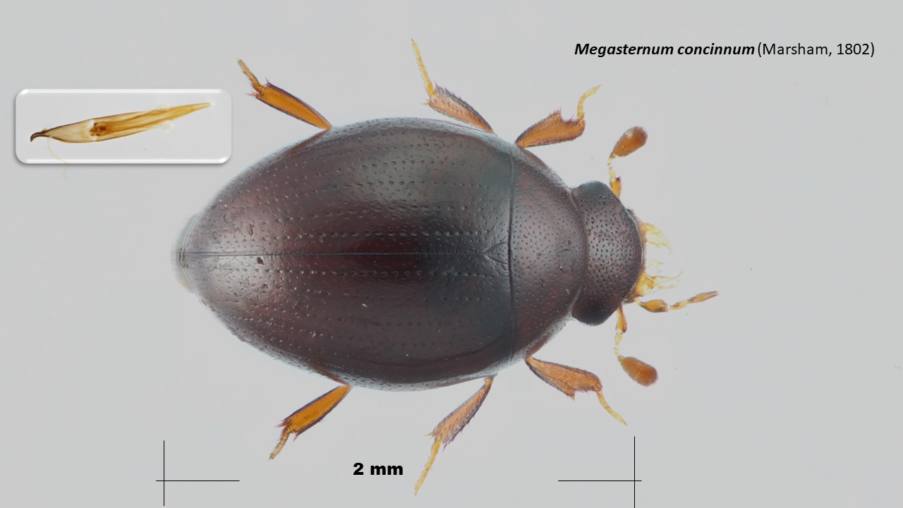 Réf. 272681 — INSECTA > Coleoptera > Hydrophilidae > Megasternum ...