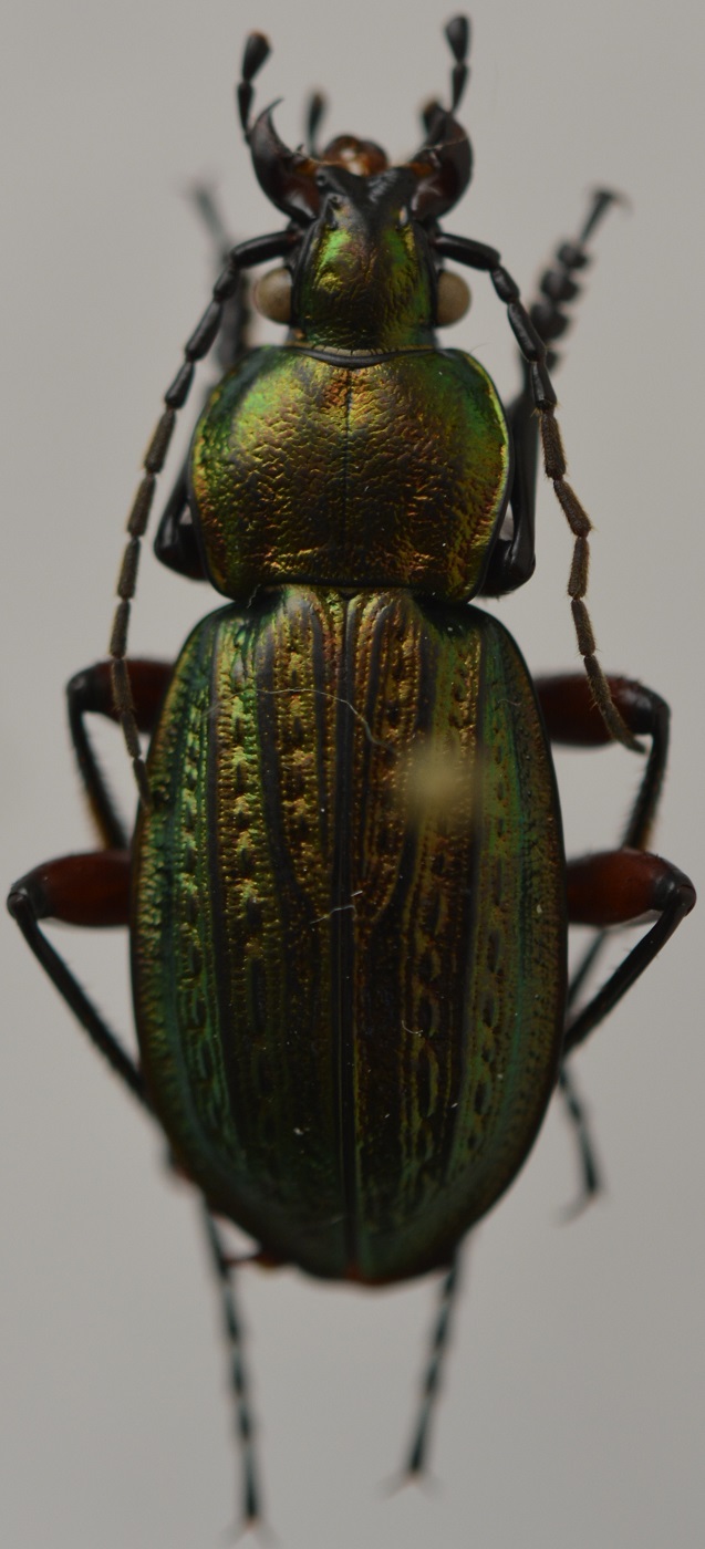 Réf. 273213 — INSECTA > Coleoptera > Carabidae > Carabus (Carabus ...