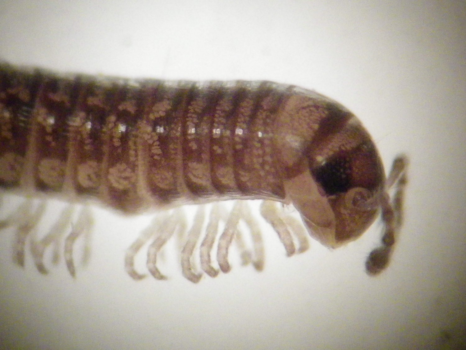 Réf. 273257 — DIPLOPODA > Julida > Julidae > Leptoiulus kervillei - www ...