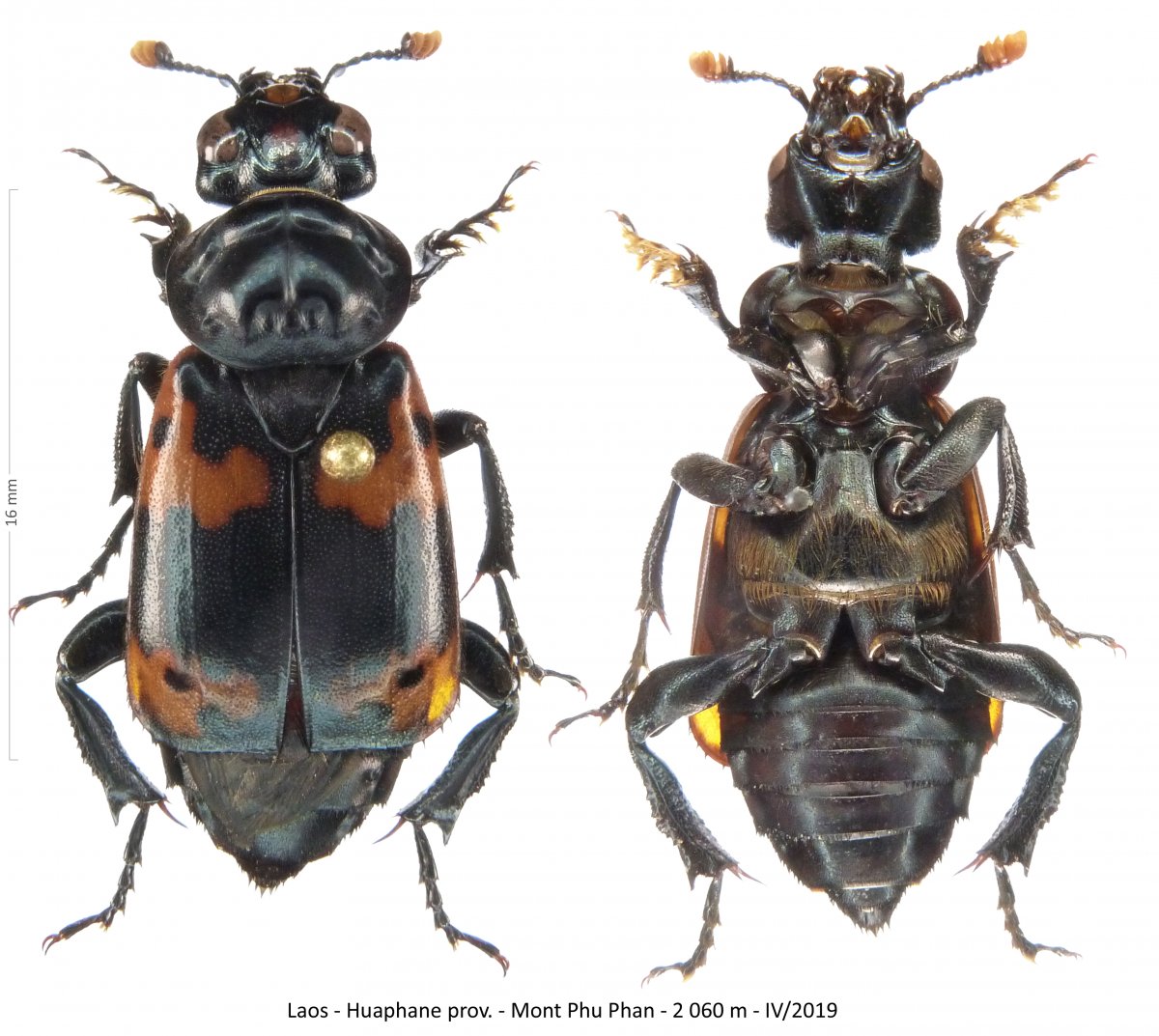 Réf. 273613 — INSECTA > Coleoptera > Silphidae > Nicrophorus nepalensis ...