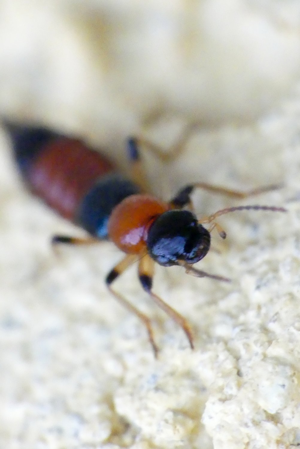 Réf. 273415 — INSECTA > Coleoptera > Staphylinidae > Paederus ...