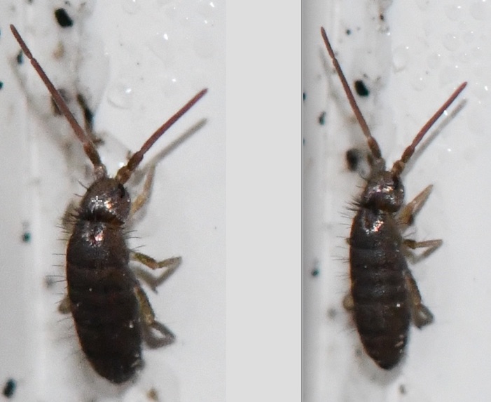 Réf. 273975 — ENTOGNATHA > Collembola > Tomoceridae > Tomocerus minor ...
