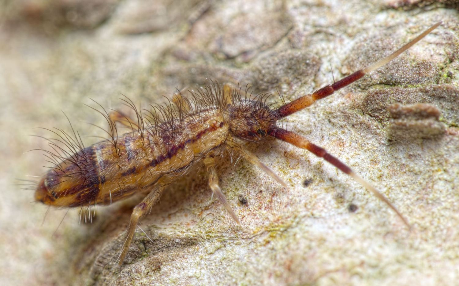 Réf. 273788 — ENTOGNATHA > Collembola > Entomobryidae > Orchesella ...